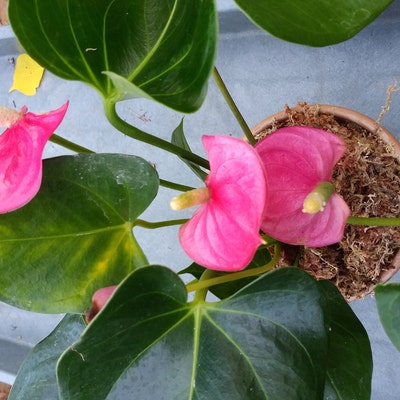 Anthurium Pink Emma - Etsy