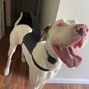 Shark Fins For Dogs. Dog Shark Fins. Shark Dog by LABRASHARK