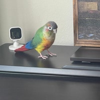 Northern Mockingbird Felting Realistic Toy the State Bird - Etsy Denmark