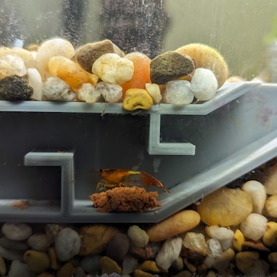 Live Subwassertang Moss Aquarium Plant Fast and Easy to Grow With Low ...