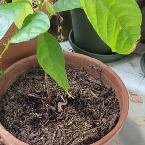 Spanish Lime Genip Guinep Ginepa Limoncillo Mamoncillo Fruit | Etsy