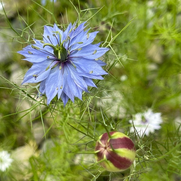 Gerbera Seeds - Gerbera Daisy Flower Seed Mix - 100 Seeds - Etsy
