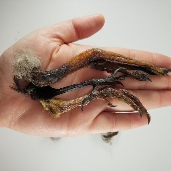 Ten Assorted Wild Bird Feet for Art and Craft Projects - Etsy