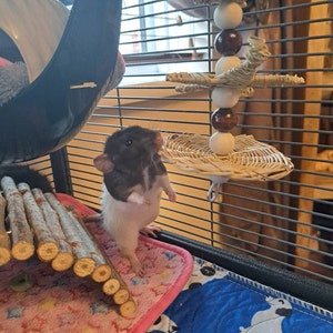 Small Pet Ladder for Cage Suitable for Rat, Hamster, Birds, Parrots ...