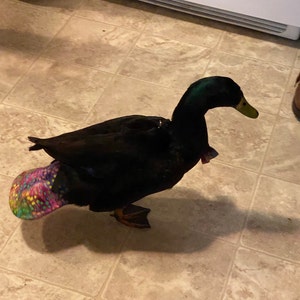 Leashes for Chicken / Duck Diapers | Etsy