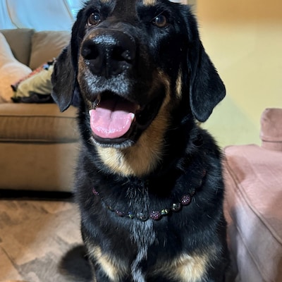 Flamingo Floaty Pool Party Beaded Dog Collar, Collar, Dog Collar, Dog ...