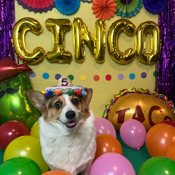 Pet Sombrero, Birthday Hat, Party Hat, Dog Party Hat, Any Number Party ...