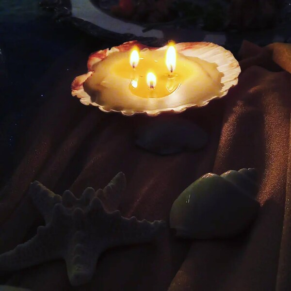 Mixed Nassa Shells-white/tan Small Shells-beach Home Decor-crafting ...