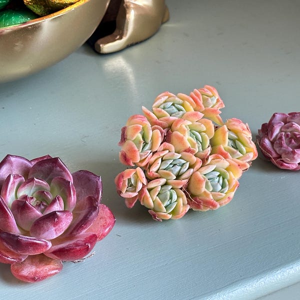 Echeveria Lincoln Maria-succulent - Etsy