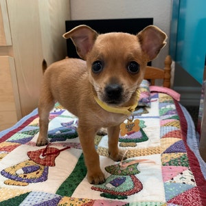 Cow Print Dog Tag Animal ID Tag Farm Dog Tag Double Sided | Etsy