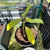 Bacuri Bacurizinho Garcinia Acuminata Mangosteen Tropical - Etsy