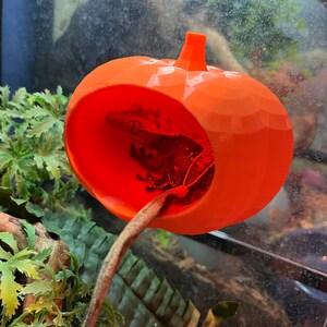 Jumping Spider Care Sheet, Printable Spider Tracker, Pet Breeding ...