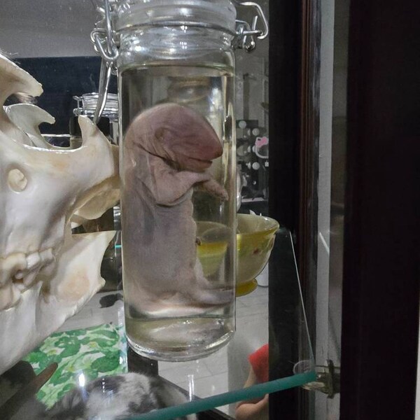 Juvenile Black Lace Monitor Formalin Fixed Wet Specimen in a Vintage ...
