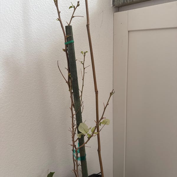 Flanders Fig Live Plant 2ft Tall Ship in 6 Pot - Etsy