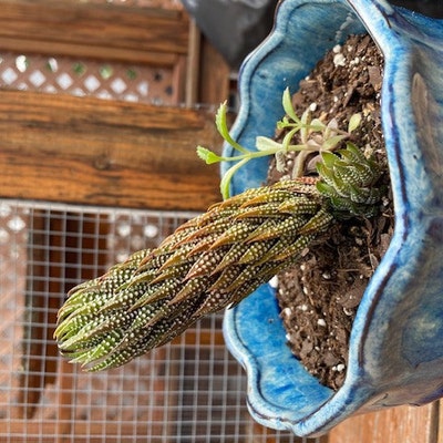 Ranunculus Aviv Rose Buy 4 Get 1 Free - Etsy