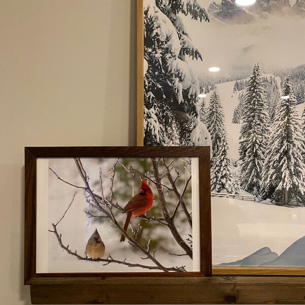 Bluebird, Photography, Male Bluebird, Bird Wildlife, Eastern Blue Bird ...