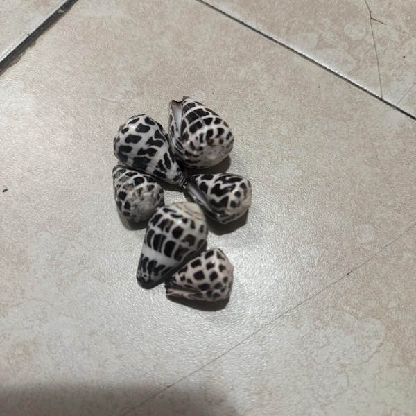 1-1.5 Babylonia Areolata Spotted Seashells YOU PICK QUANTITY Small ...