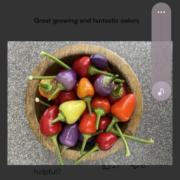 25+ Dundicut Pepper Seeds -isolated -padded Envelope Shipping, Tracking ...