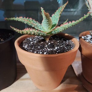 Blue Glow Agave 3 Gallon Live Succulent Plant Cactus Indoor Plant ...