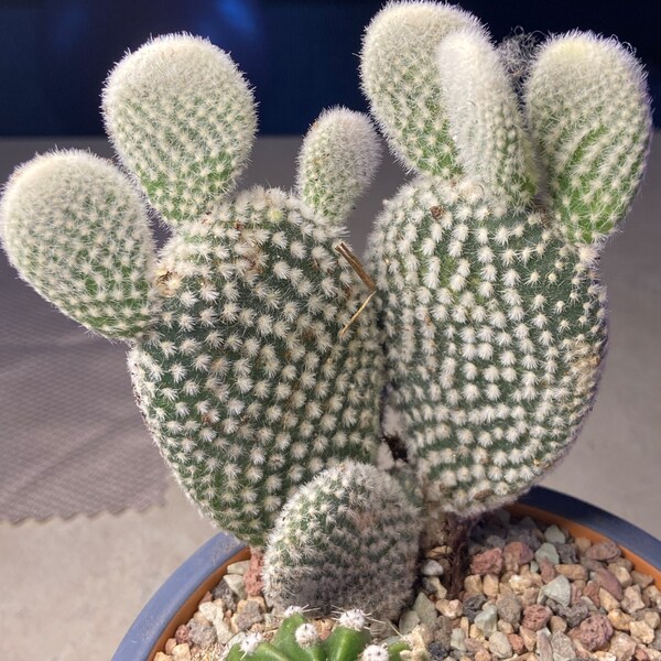 Bunny Ear Cactus: Angel Wings Succulent (2", 4", or 6" Pot) - Etsy