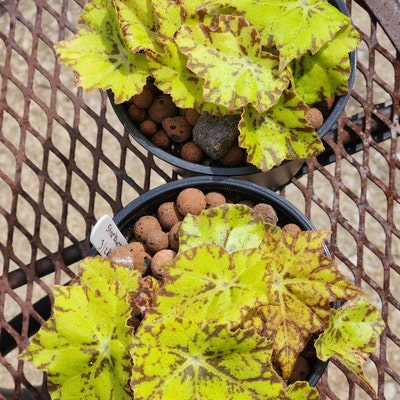 Rhizomatous Begonia 'starburst' - Etsy
