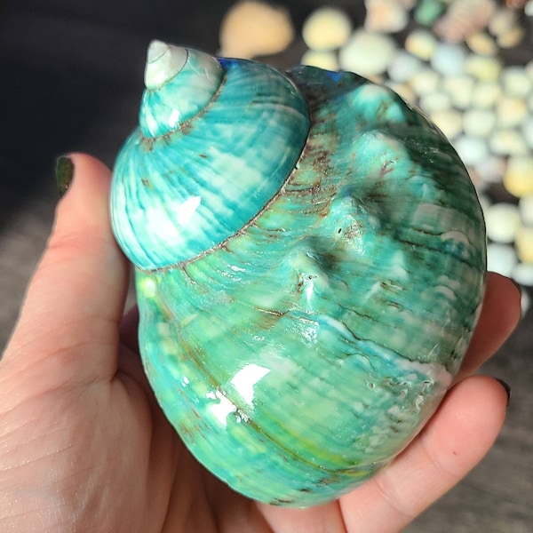 Big Size Hermit Crab Sea Shell, 1 7/8" - 2 1/4" Opening Hole.green ...