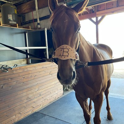 Custom Nylon Bronc Halter Stronger Design Than Tab Style - Etsy