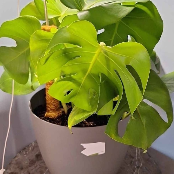 Monstera Deliciosa Large Tropical Split Leaf Plant 3 Gallon / 10" Pot ...