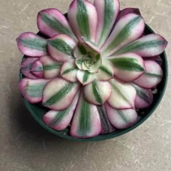 Echeveria 'ball of Fat' Rosette Succulent Plant, Fully Rooted in 2 ...