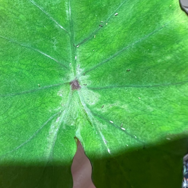 Live Colocasia "redemption", Elephant Ears Super Rare Starter Plant - Etsy