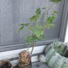 Hoya Keysii (hoya Australis) 1yo Plant With 5-6 Leaves Well Rooted ...