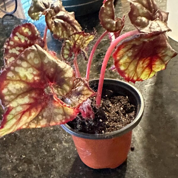 Monstera Adasoni Plant - Etsy