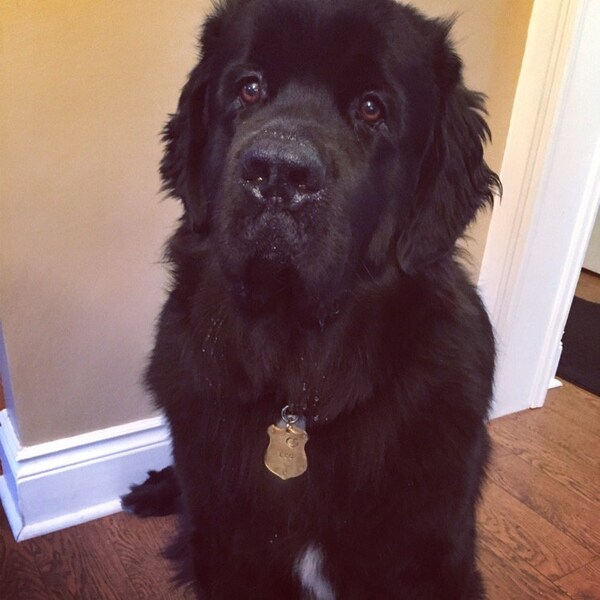 Large Dog ID Tag- Canine Police Badge- Dog ID Tag- Asher - Etsy