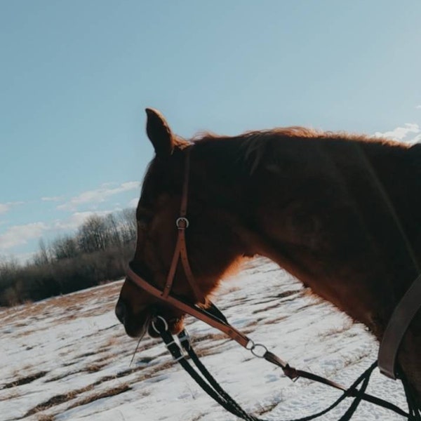 Leather Bridle-less Bit ---- Just a Beat or Set (beat With Reins ...