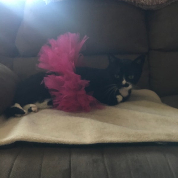 Dog Tutu-various Color Options (XS-XXXL). Durable Dog Tutu, Designed ...