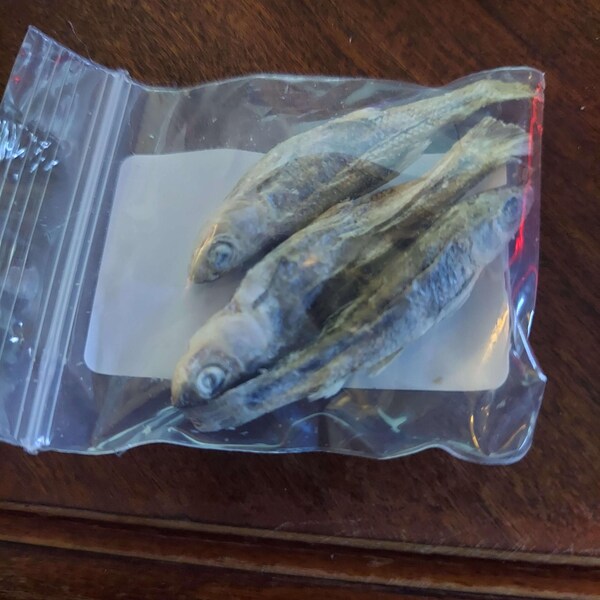 4 Pc Mini Lotus Pod Climbers - Tank Enrichment - Etsy