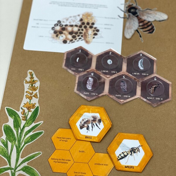Honey Bee Unit Study - Etsy