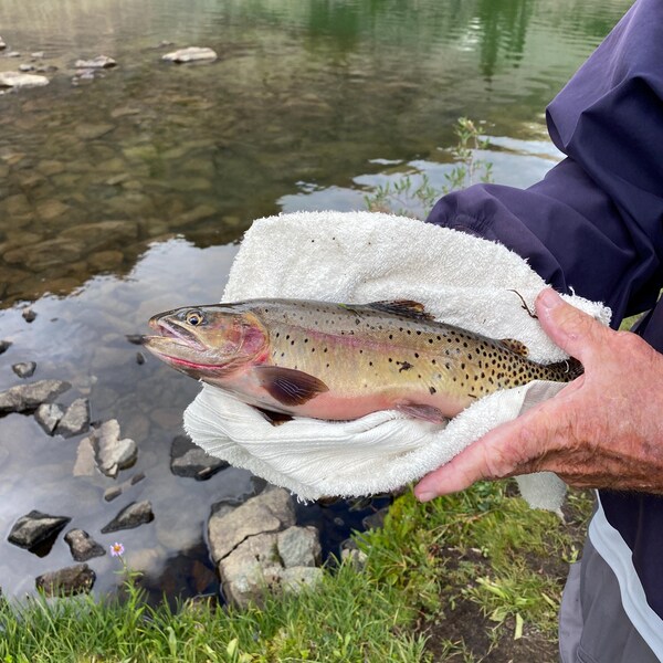 Swimming Brook Trout Sticker | Kiss-cut Vinyl Fishing Decal - Etsy