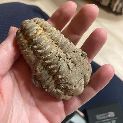 Insects in Copal, Quaternary Period, up to 2.5 Million Years Old - Etsy