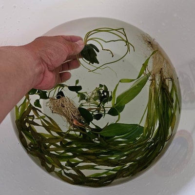 Tangerine Beauty Crossvine Bignonia Capreolata 20 Seeds - Etsy