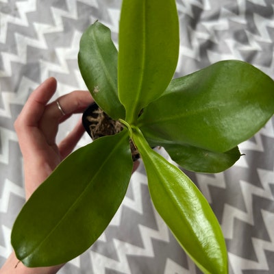 Nepenthes Rebecca Soper Starter Plant ALL STARTER PLANTS - Etsy