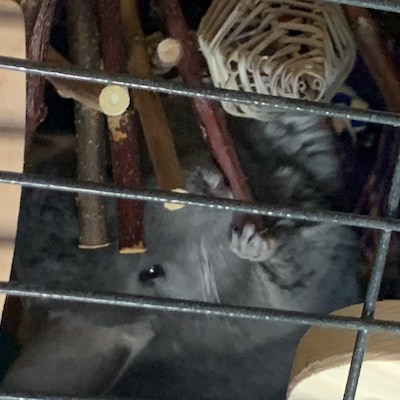 Petal Piñata Chinchilla / Rat / Degu / Rabbit / Guinea Pig / Hamster ...