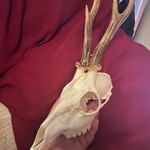 MADE TO ORDER Real Deer Skull Carved Deer Skull Deer With - Etsy