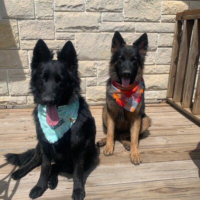 Cinco De Mayo Dog Bandana Pinata Dog Bandana Piñata Dog Scarf Cinco De ...