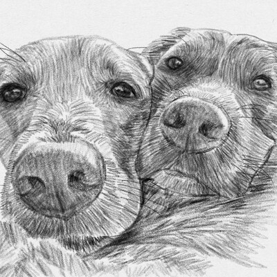 Custom Dog Portrait From Photo, Dog Sketch Into Art, Cat Illustration ...