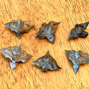 Water Caltrop Chestnut Bat Nut Devil Pod Seed Pods magic - Etsy