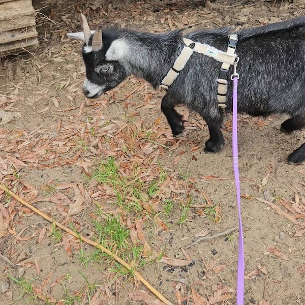 Goat Harness Nylon Web - Etsy