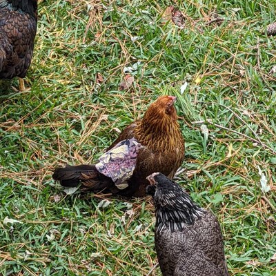 Hen Saddle, Chicken Apron Tail Guard AND Now Added Wing Guard PDF ...