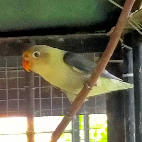 25 Closed Bird Leg Bands - Aluminum - Custom Laser Engraved in USA - Etsy