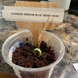 RARE Ghost Blue ROSE Flower Tree Bush 310 20 or 30 Seeds - Etsy